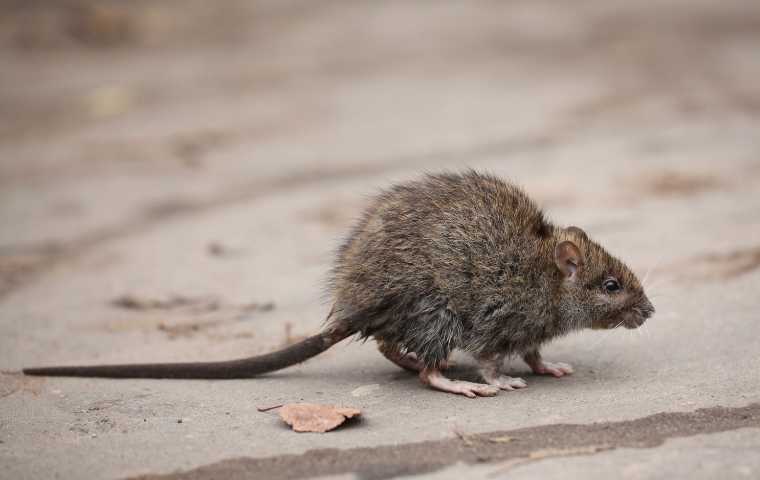 What Do Rat Droppings Look Like? | Miche Pest Control