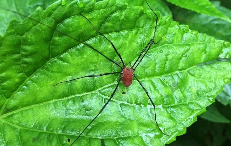 Daddy Long Legs Spider Bite
