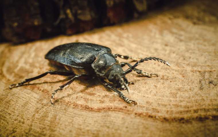What Do Beetles Look Like? | Miche Pest Control