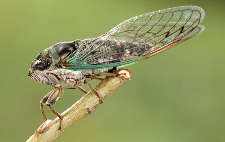 Do Cicadas Bite? | Miche Pest Control