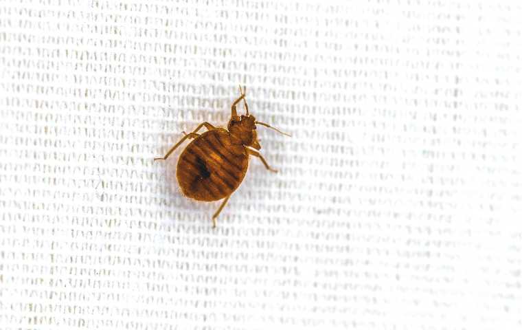 What Smells Will Keep Bed Bugs Away Blog Miche Pest Control