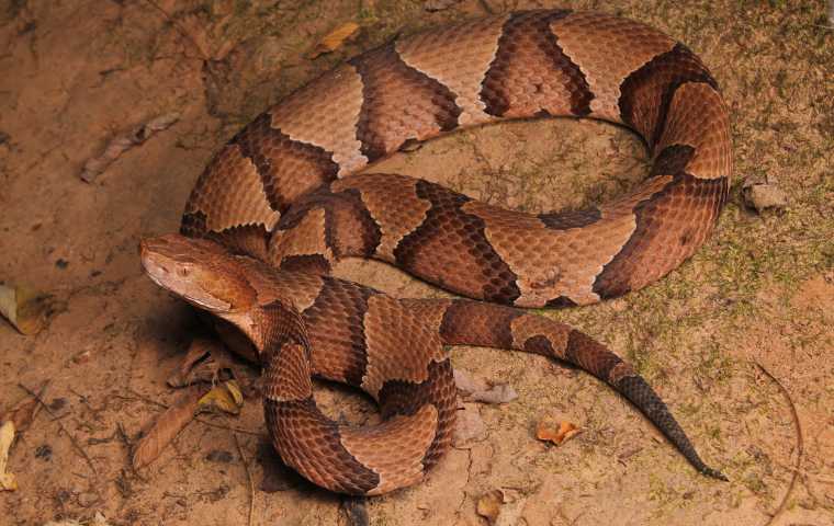 What Do Copperheads Look Like? | Miche Pest Control