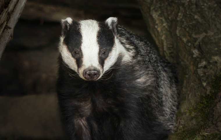 What Do Badgers Look Like? | Miche Pest Control
