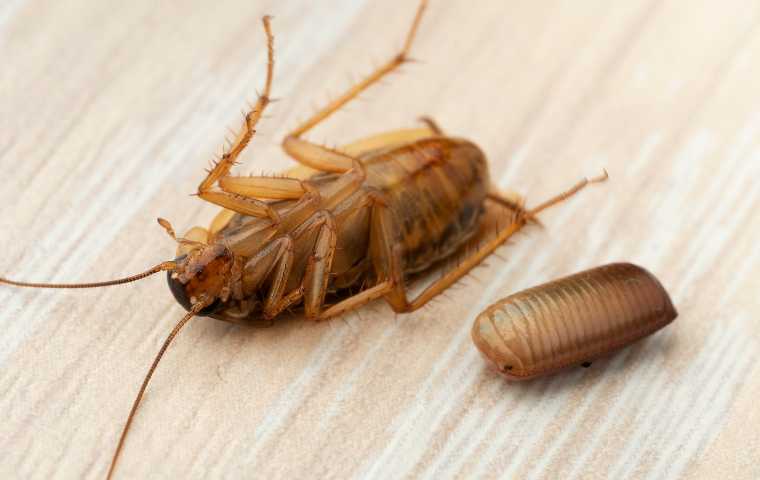 What Do Cockroach Eggs Look Like? | Miche Pest Control