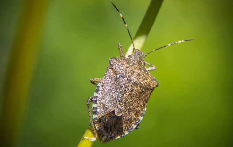 What Do Stink Bugs Look Like? | Miche Pest Control