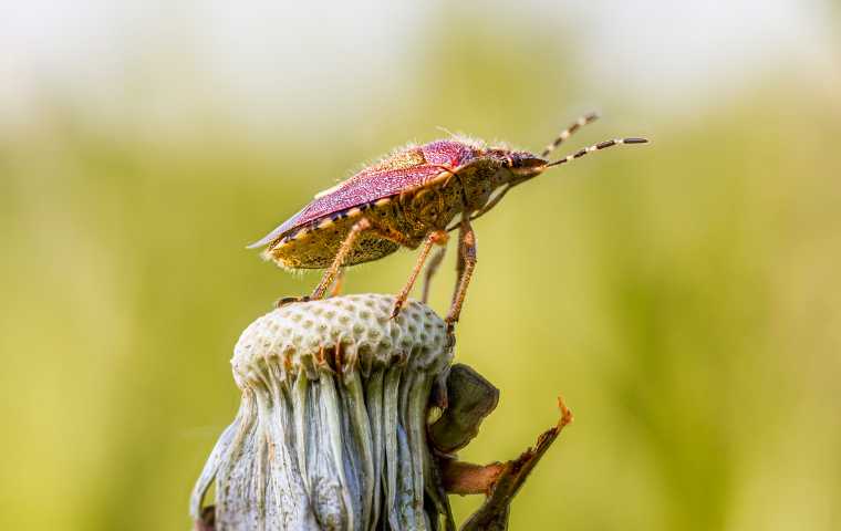 Do Stink Bugs Fly? | Miche Pest Control