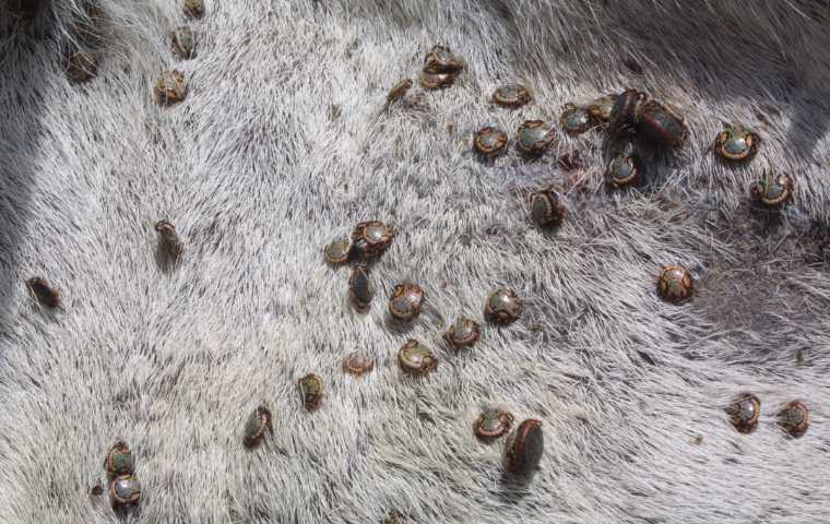 Tick Infestations: Signs, Causes, and Prevention | Miche Pest Control