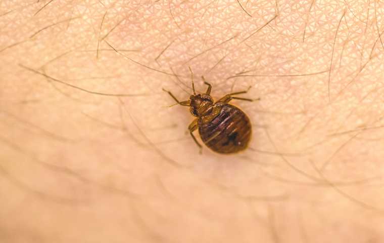 What Do Bed Bug Bites Look Like? | Miche Pest Control