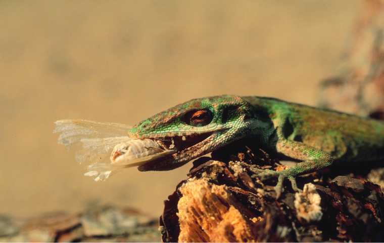 What Do Lizards Eat? | Miche Pest Control