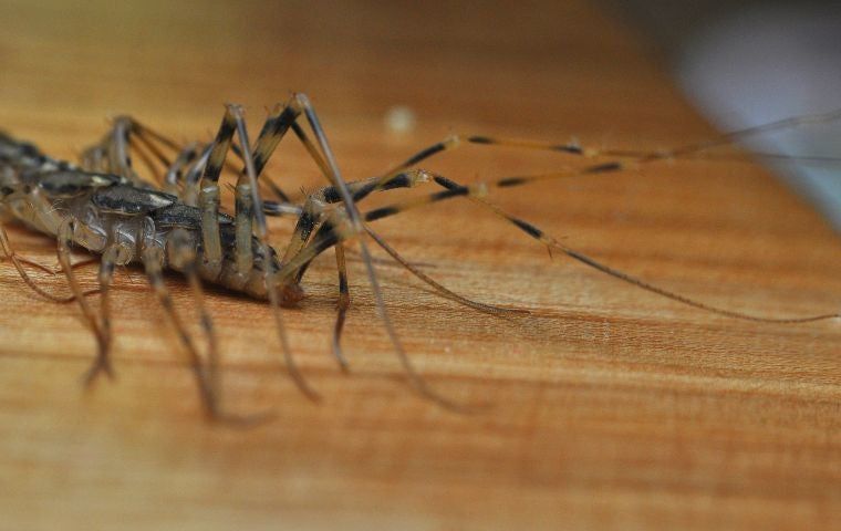 House Centipede Bites On Humans Centipedes | USU