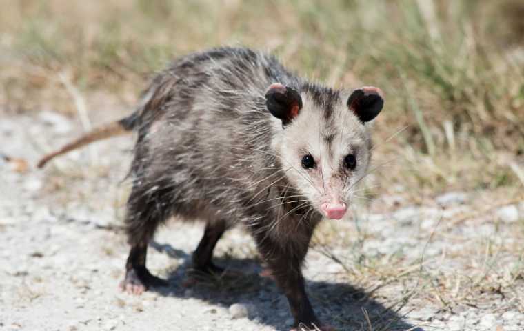 What Do Opossums Look Like? | Miche Pest Control