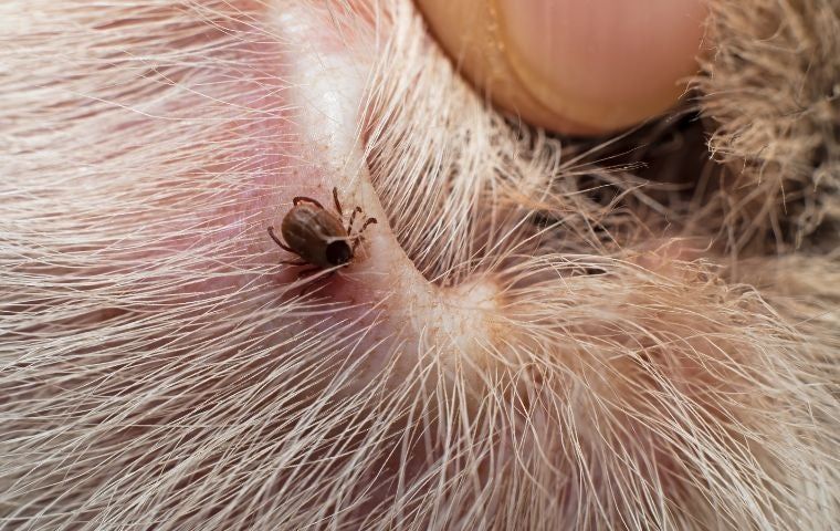 What Do Dog Ticks Look Like? | Miche Pest Control