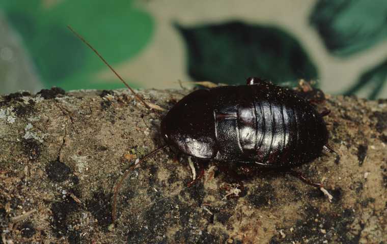 What Do Water Bugs Look Like? | Miche Pest Control