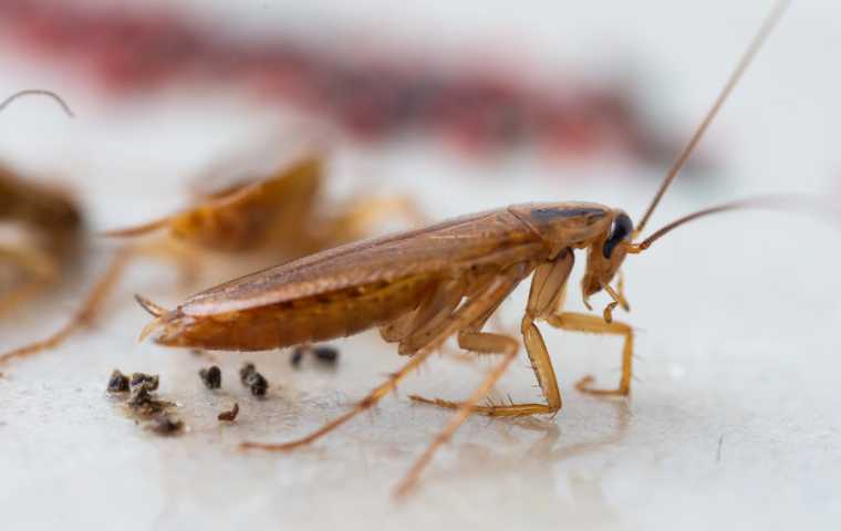 What Do Cockroach Droppings Look Like? | Miche Pest Control