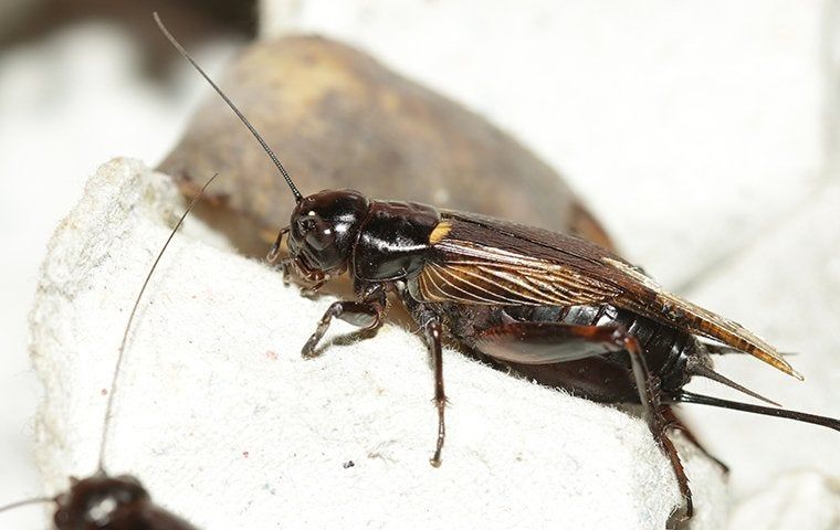 What Attracts Crickets Into A House And How Do You Keep Them Out ...