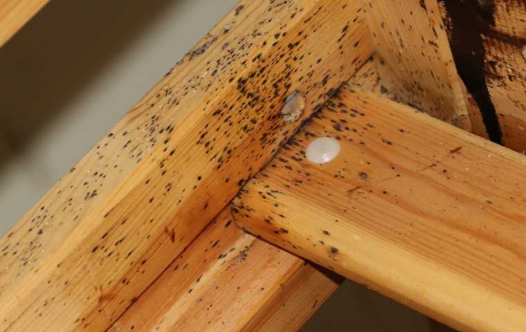 What Do Bed Bug Droppings Look Like? | Miche Pest Control