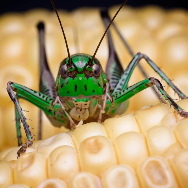 What Do Grasshoppers Eat? | Miche Pest Control